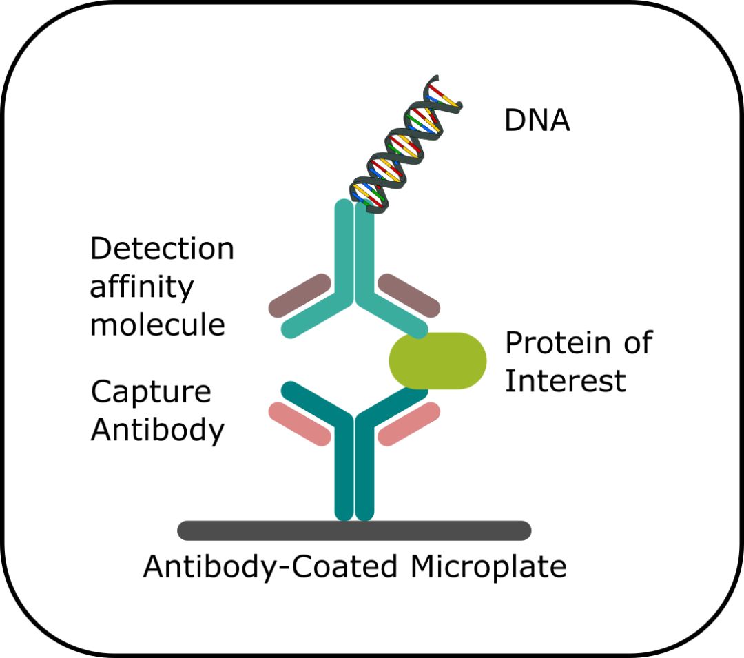 技术丨超敏免疫诊断（Immuno-PCR） - 小桔灯网 - IIVD.NET